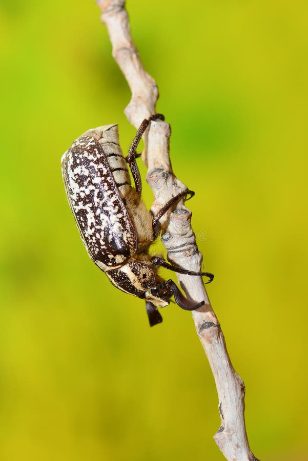 Polyphylla Fullo, Beetle on the Straw Stock Photo - Image of scales ...
