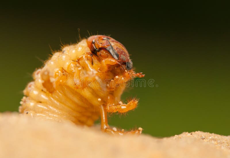 Polyphylla fullo stock image. Image of macro, micro, polyphylla - 33317157