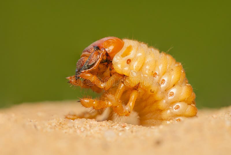 Polyphylla fullo stock photo. Image of grub, entomology - 33317196