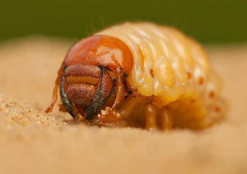 Polyphylla fullo stock photo. Image of metamorphosis - 33317232