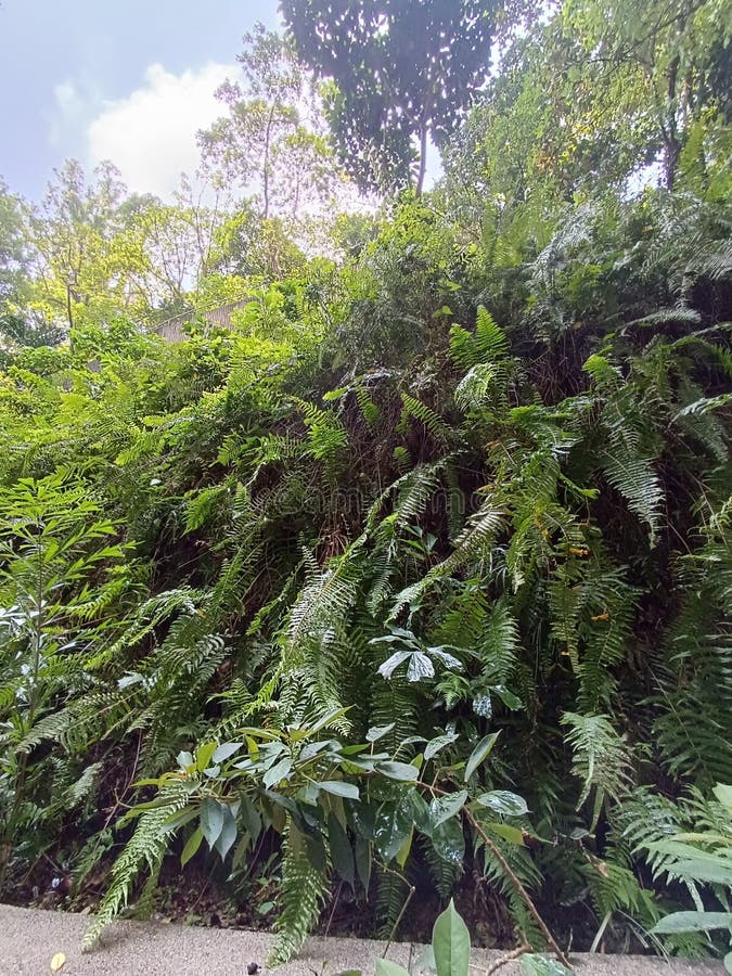 Polypodiophyta or Ferns are a Group of Plants with a True Vascular ...