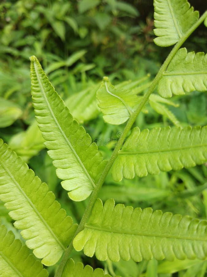 Polypodiophyta is Ferns, Ferns, or Ferns Plants that Grow in Nature ...