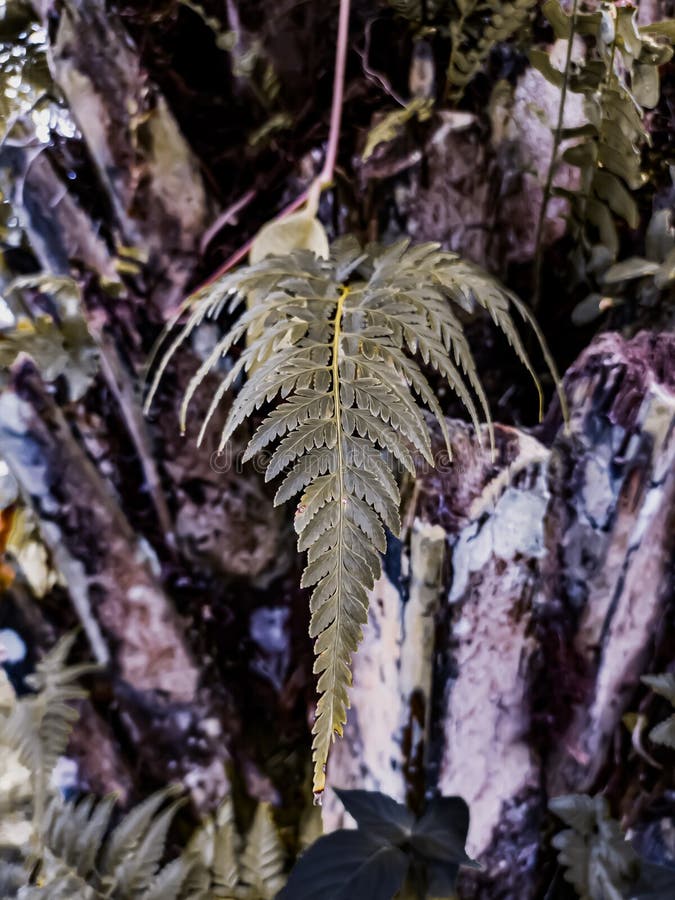 Polypodiophyta Natural Plant in the Forest Stock Photo - Image of ...