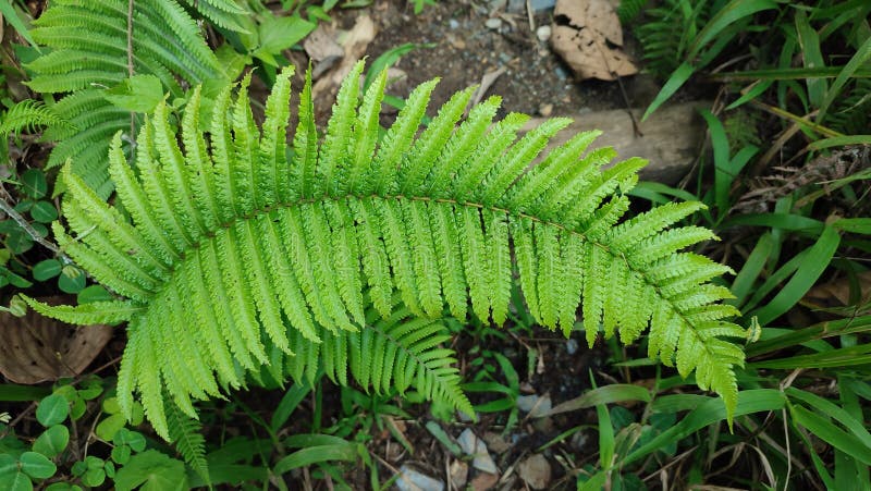 1,443 Polypodiophyta Stock Photos - Free & Royalty-Free Stock Photos ...