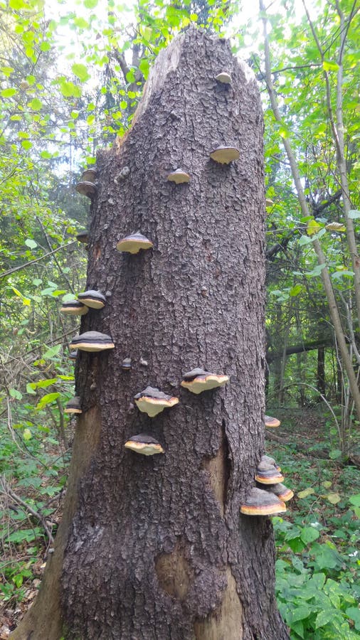 Polyporales on the tree stock photo. Image of biological - 93892320