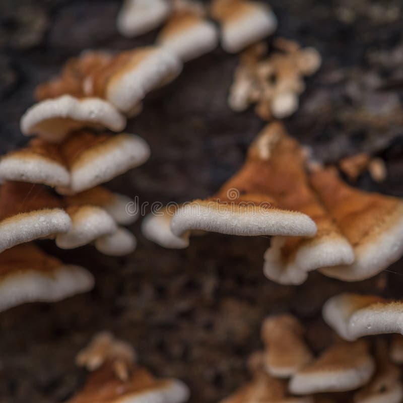 Polypore stock image. Image of earth, green, tree, ornament - 344493829