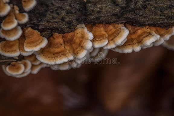 Polypore stock photo. Image of life, atmosphere, polypore - 344493856