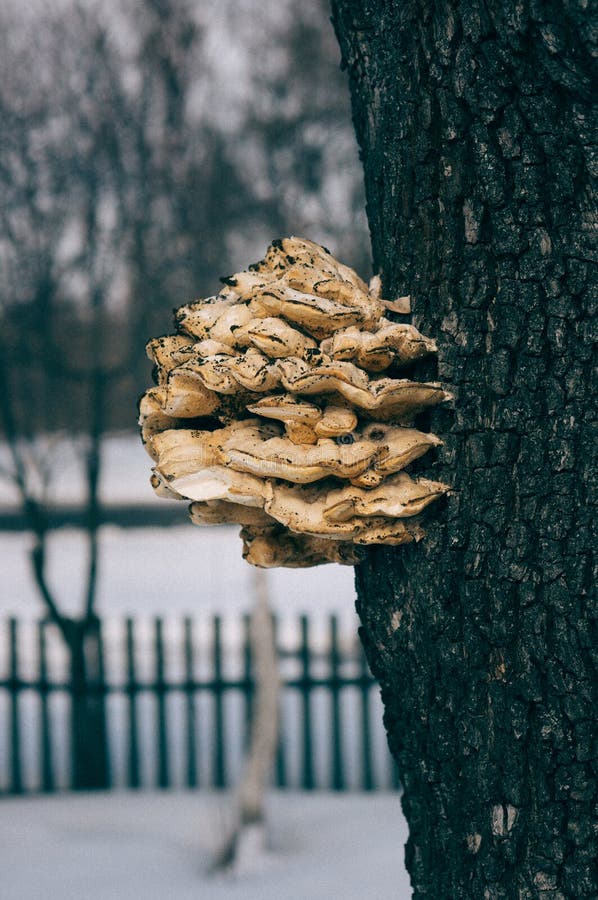 Polypore Phellinus Populicola on Aspen Tree Stock Photo - Image of ...