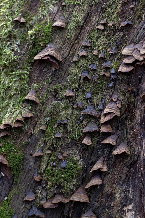 Polypore Bracket Fungi, or Shelf Fungi Fruiting Bodies Called Conks. on ...
