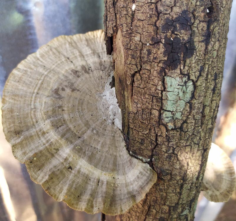Polypore Fungi on a Tree Bark Stock Image - Image of forest, leaf ...