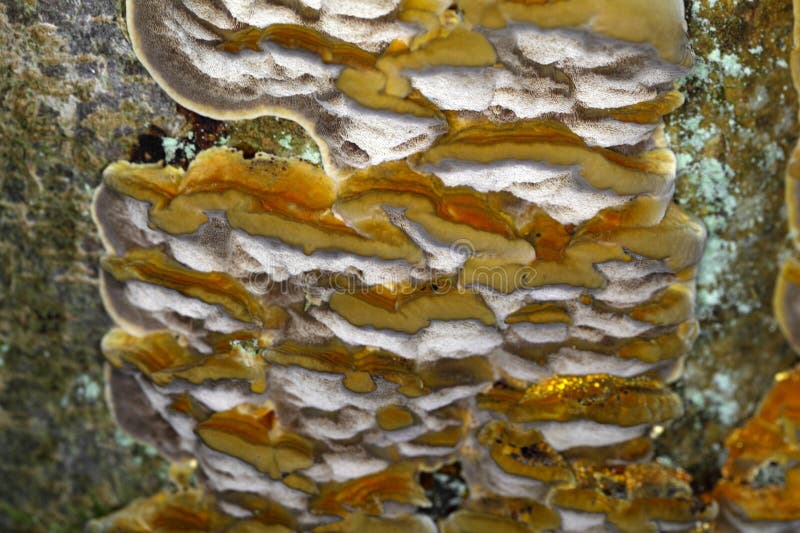 The Polypore Fungus Antrodia Serialis Stock Image - Image of nature ...