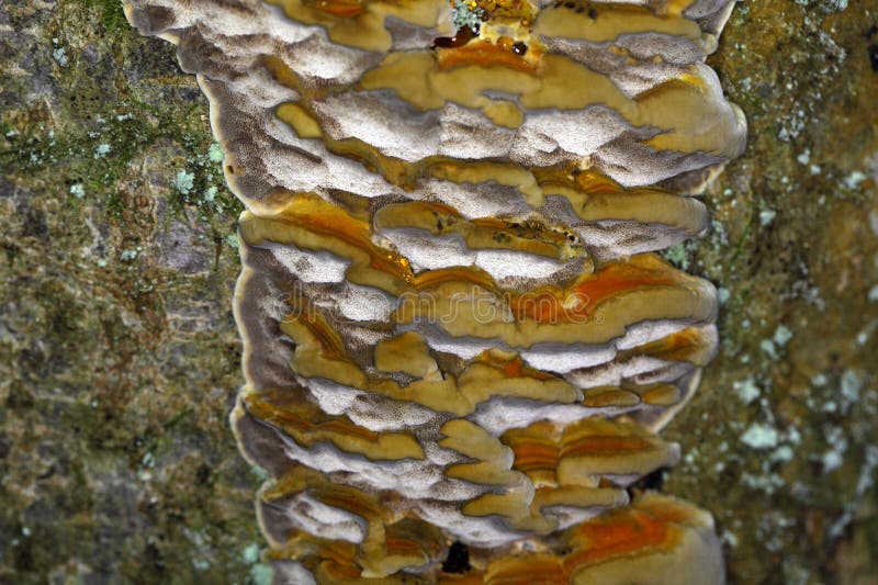 Antrodia Fungi Stock Photos - Free & Royalty-Free Stock Photos from ...