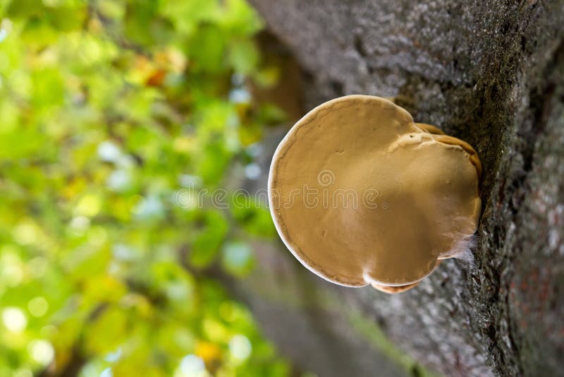 Polypore stock photo. Image of plant, white, drops, closeup - 45580874