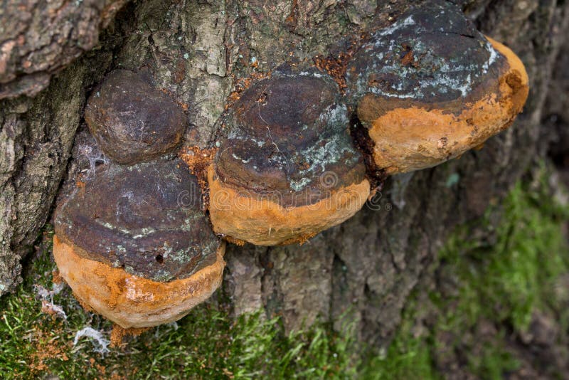 Polypore Fungus on Tree Trunk Closeup Stock Photo - Image of forest ...