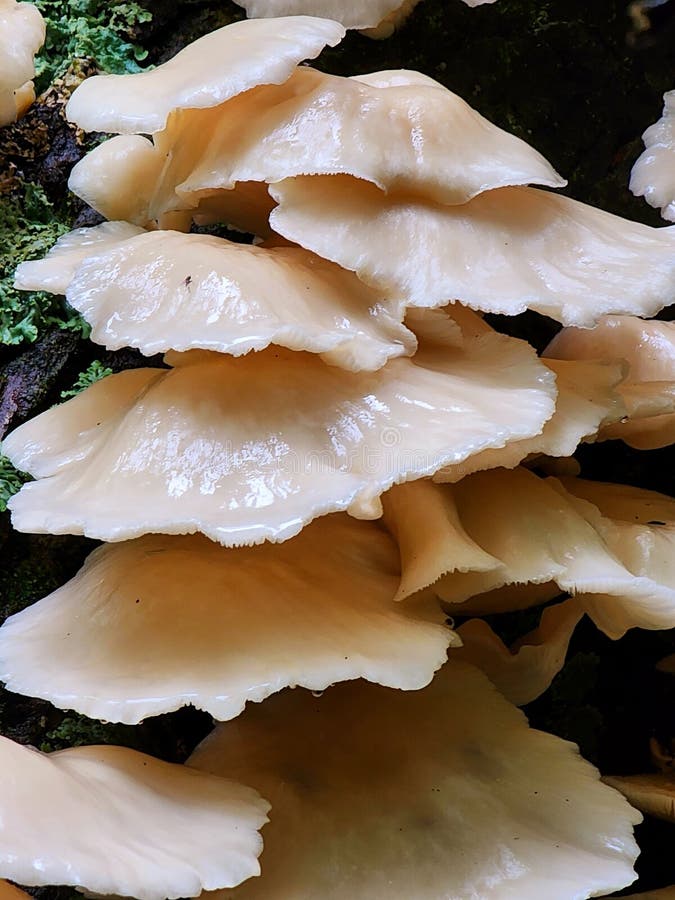 Polypore Mushroom Forest Nature Art Stock Image - Image of mushroom ...