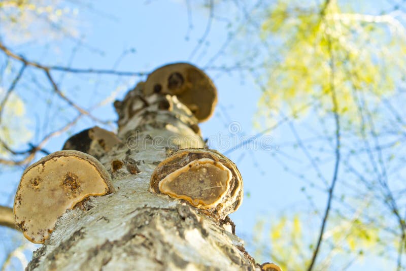 Polypore mushroom stock photo. Image of forest, appearance - 40829408