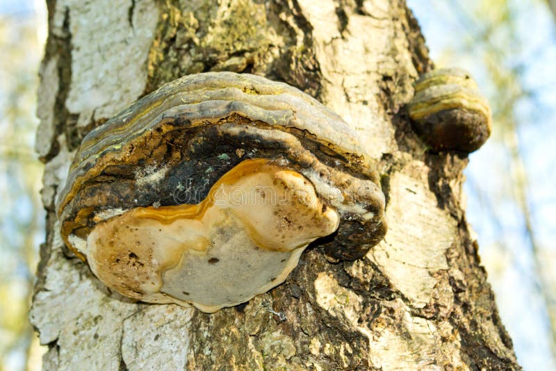 Polypore mushroom stock photo. Image of decorate, birch - 40829448