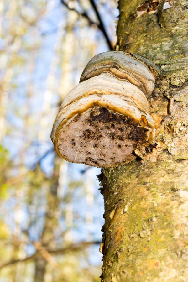 Polypore mushroom stock image. Image of large, bark, growth - 40829465