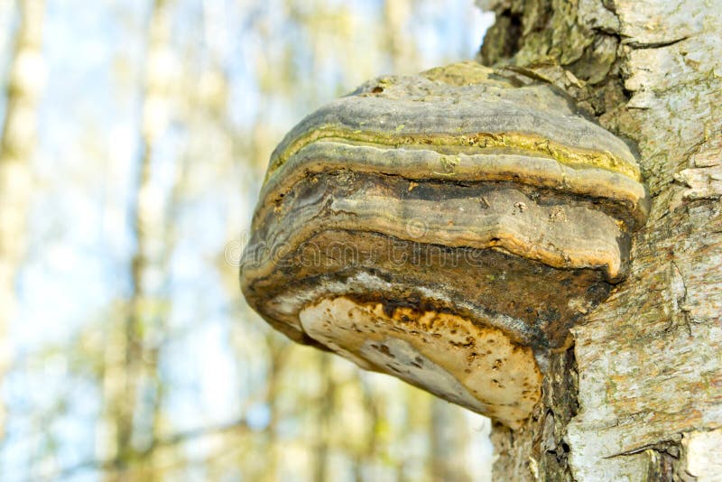 Polypore mushroom stock image. Image of closeup, decorating - 40829469