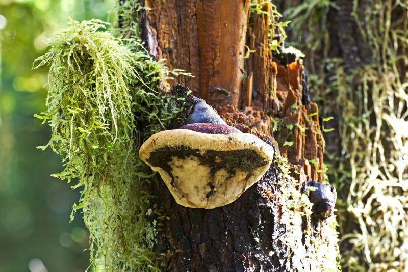 Polypore Mushroom on Tree stock image. Image of edible - 23367647