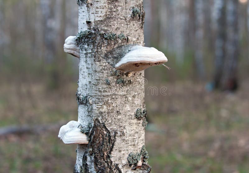 Polypore mushrooms stock image. Image of growth, leaves - 31052241