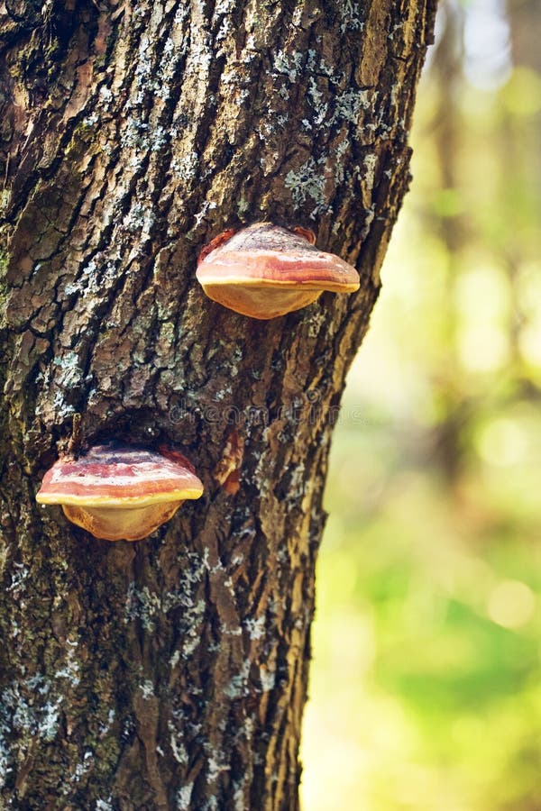 Polypore Mushrooms on Tree Stem Stock Photo - Image of green, outdoor ...
