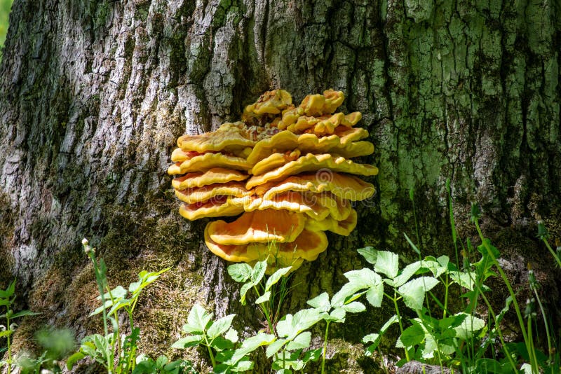 106 Sulfur Organism Stock Photos - Free & Royalty-Free Stock Photos ...