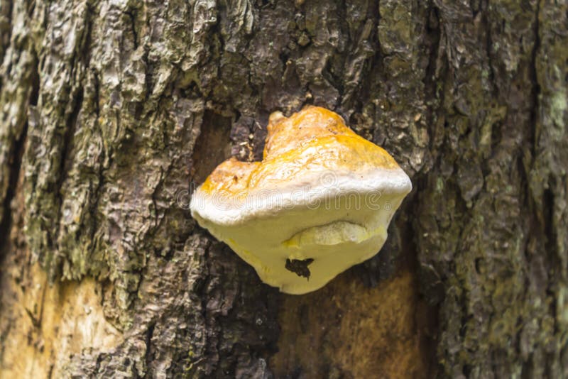 Polypores Ganoderma Growing on a Tree in Forest . Stock Photo - Image ...