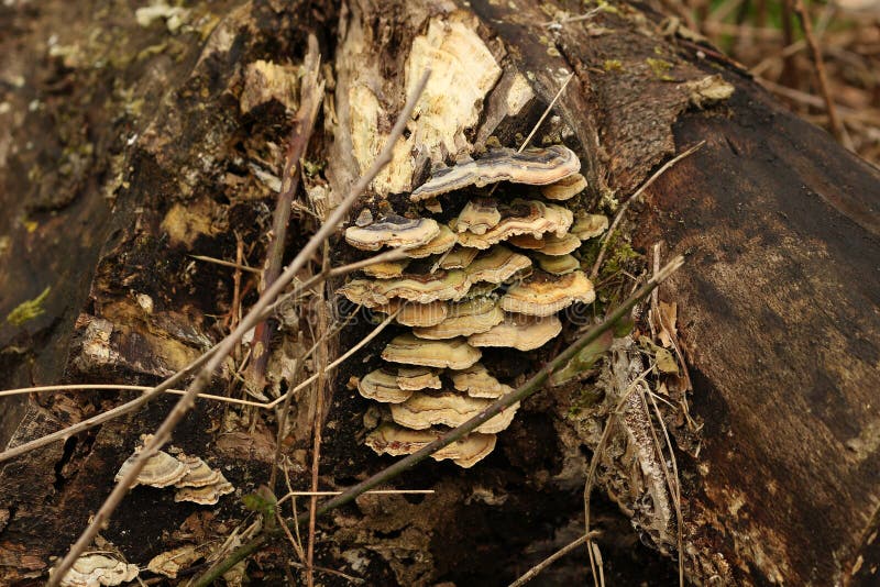 Polypores stock photo. Image of textured, rough, outdoor - 173727366