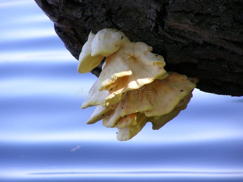 Polyporus stock photo. Image of fungus, mushroom, like - 4098144