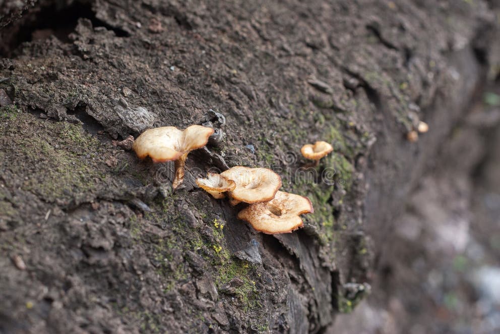 Polyporus arcularius stock photo. Image of mushroom, outdoor - 64177578