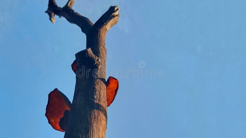 Polyporus Arcularius& X29;. this Mushroom is Also Known by the Name ...