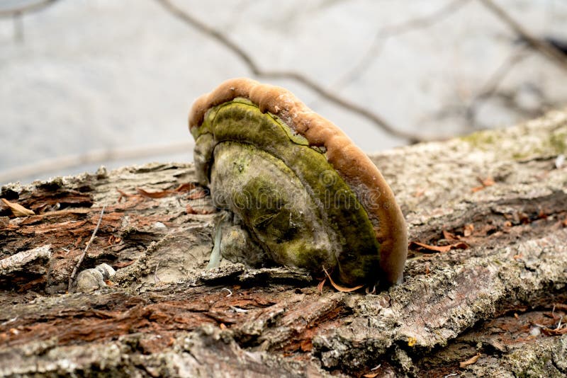 Polyporus stock image. Image of polyporus, bands, wild - 54988975