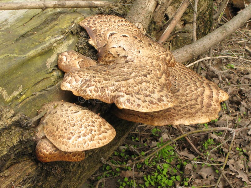 Polyporus squamosus stock photo. Image of scaly, polypore - 87789744