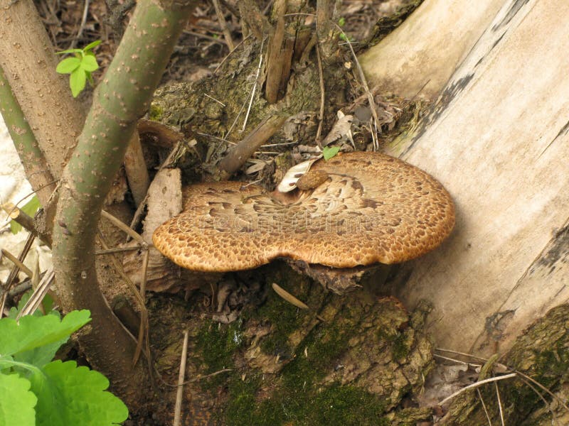 Polyporus squamosus stock photo. Image of polypore, shot - 87789650