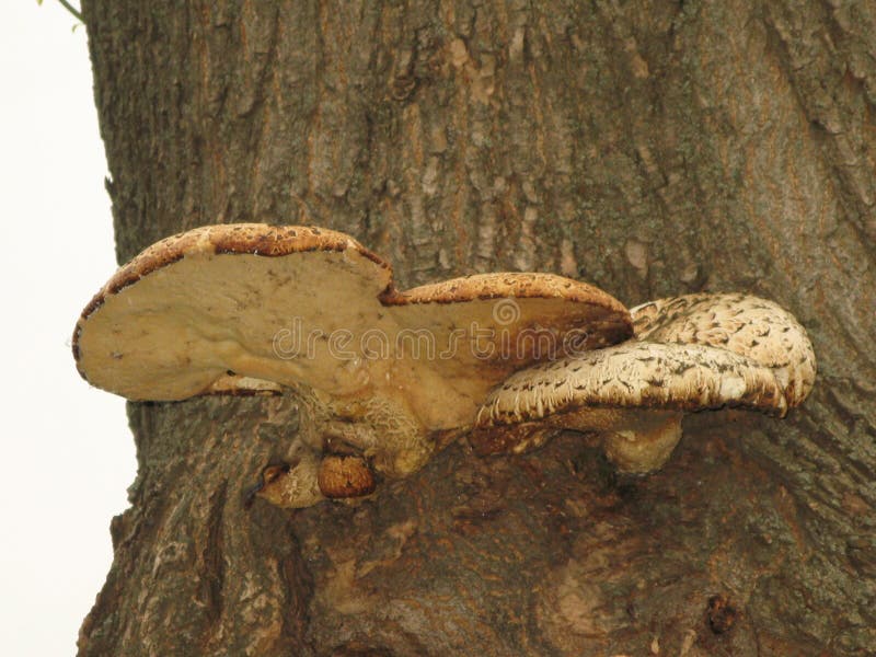 Polyporus squamosus stock photo. Image of forest, summer - 72552322