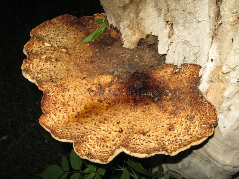 Polyporus squamosus stock photo. Image of park, trees - 72552788