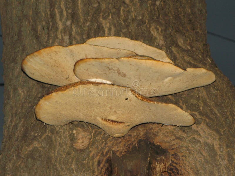 Polyporus squamosus stock image. Image of shot, giant - 72548789