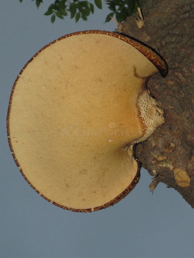 Polyporus squamosus stock photo. Image of squamosus, trees - 72549060