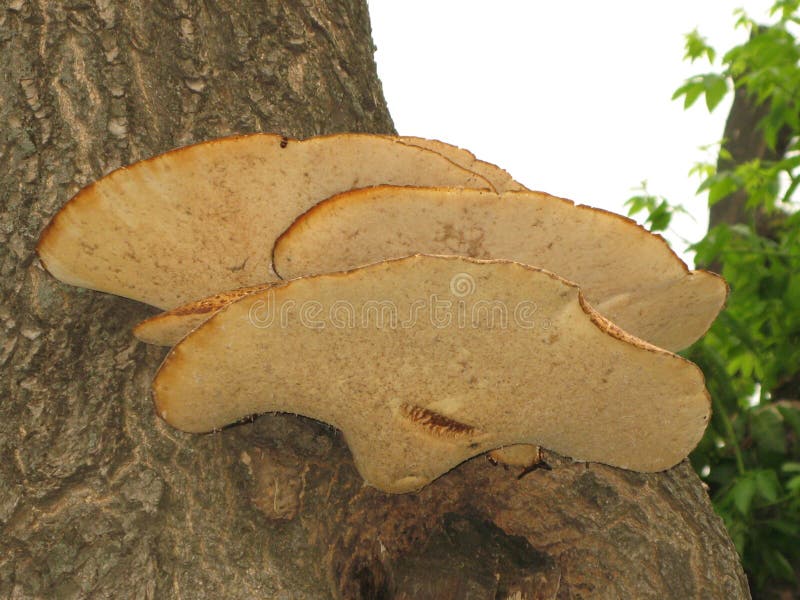 Polyporus squamosus stock image. Image of trees, park - 72552247