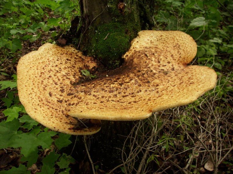 Polyporus squamosus stock photo. Image of large, shot - 76902188