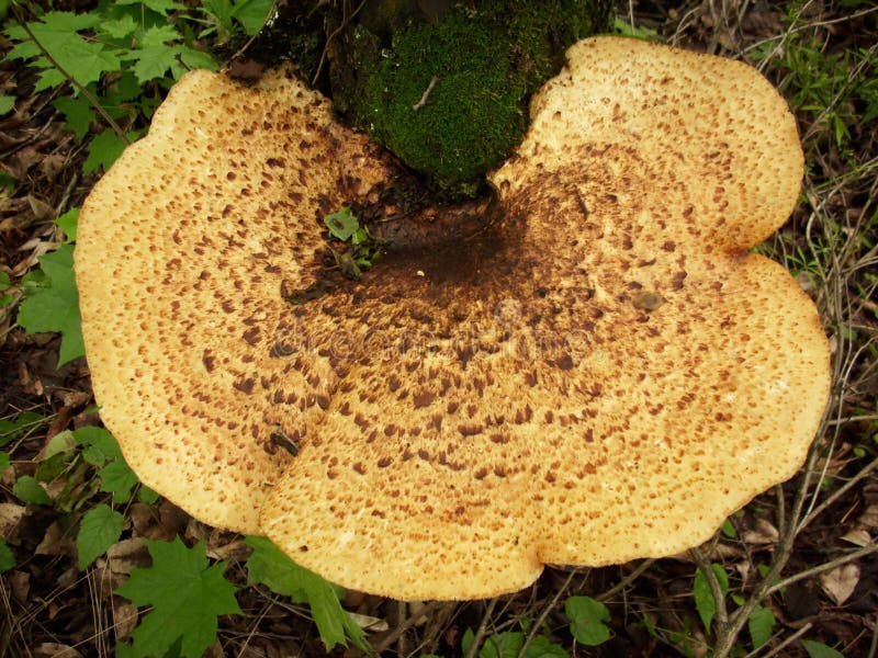 Polyporus squamosus stock image. Image of tree, trees - 76902225