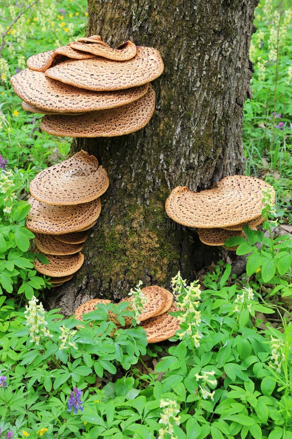 Polypore mushrooms stock image. Image of growth, leaves - 31052241