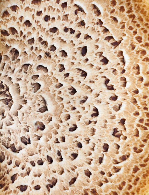 Polyporus squamosus stock photo. Image of polyporus, shape - 36617420