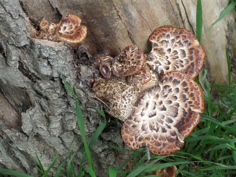 Polyporus squamosus stock image. Image of tree, view - 76903125