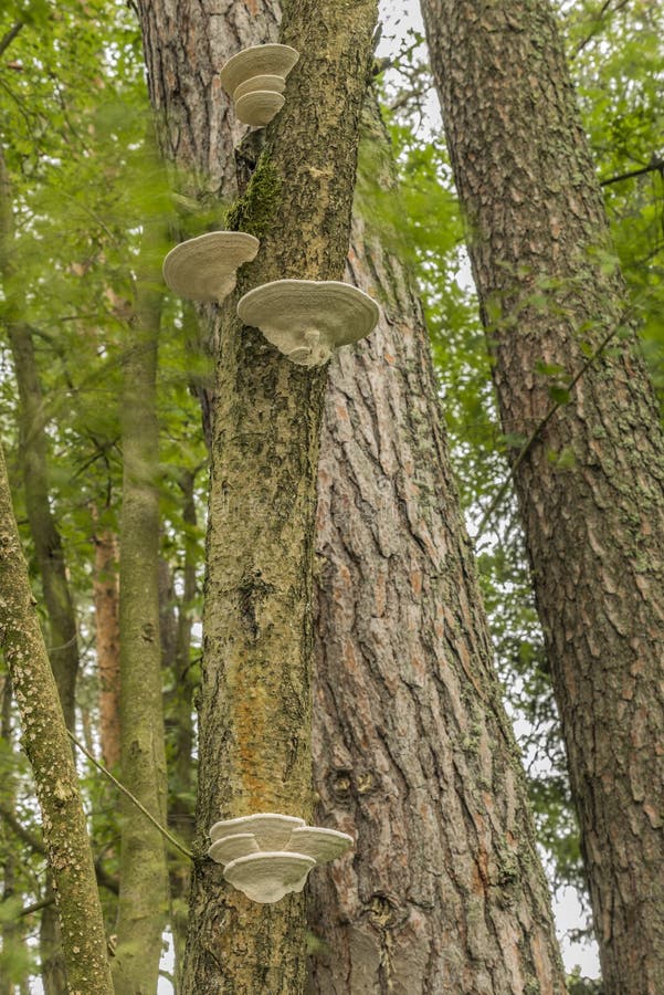 Polyporus on Tree in Light Forest Stock Image - Image of group ...