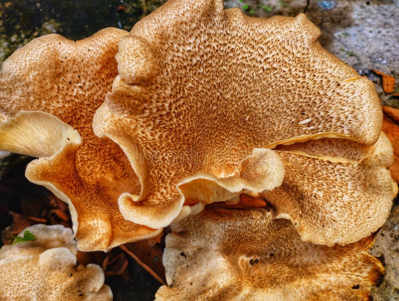 Polyporus Umbellatus Mushroom Stock Image - Image of quail, produce ...