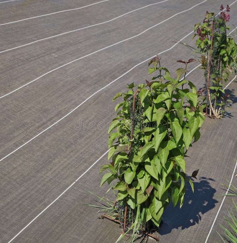 Polypropylene mulch cloth stock image. Image of mulch - 259274181