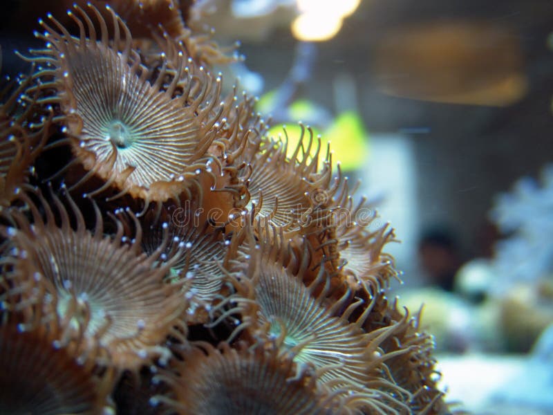 Polyps stock image. Image of marine, aquarium, underwater - 10259361