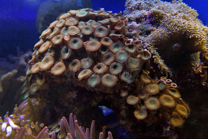 Polyps on a coral reef stock image. Image of ocean, reef - 48378039